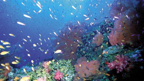 수중 물고기 산호 바다 배경 화면 1920x1080 배경 화면 다운로드