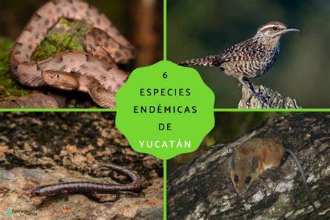 6 Especies Endémicas De Yucatán ¡descubre Sus Nombres Y Fotos Aquí