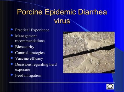 Dr Matt Anderson Porcine Epidemic Diarrhea Virus