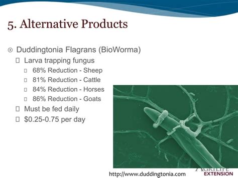 Parasites In Sheep And Goats By R Reid Redden Phd Ppt