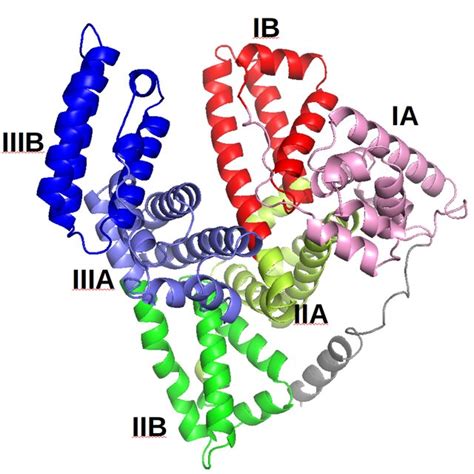 The Subdomains Of Hsa Download Scientific Diagram