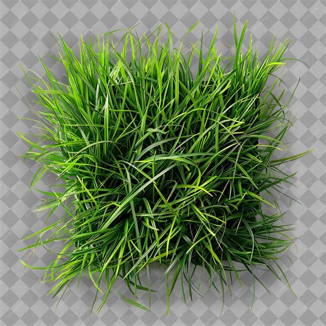 Tall Fescue Rebel Ii Grass With Tourmaline Stones And Tanger Png Green