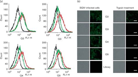 Characterization Of Target Molecules Recognized By Aptamers A