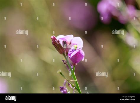 Bees Are Flying Insects Closely Related To Wasps And Ants Hi Res Stock