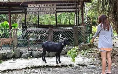 台湾农场成功的生态农业经营模式启示录