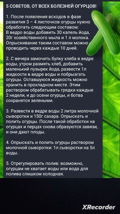 🥒СОВЕТЫ ОТ БОЛЕЗНЕЙ ОГУРЦОВ Youtube