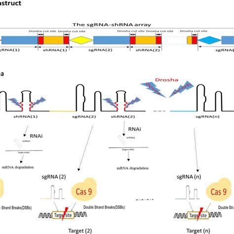 Pdf Multiplex Crisprcas9 Based Genome Engineering Enhanced By Drosha