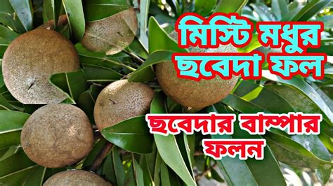 ছবেদার বাম্পার ফলন মিস্টি মধুর ছবেদা ফল Bd Blogs Naim Youtube