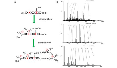 Derivatization Reaction To Increase Sequence Coverage And Ionization Download Scientific