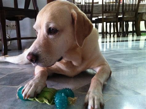 Mad About Labrador Retrievers Cleo