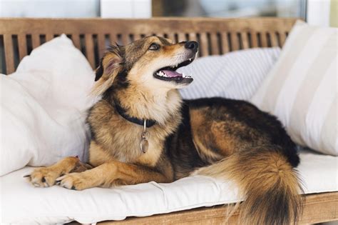 Do Dogs Calm Down After Being Spayed Dog Coaching Academy