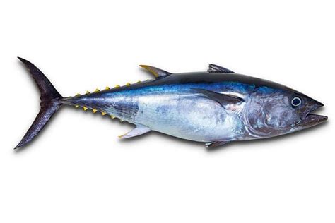 Albacore Vs Tuna Uncovering Key Differences You Need To Know