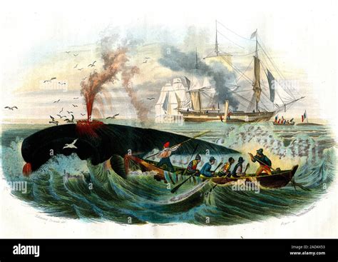 Whale Hunting 19th Century Illustration Of Whalers In A Whaling Boat