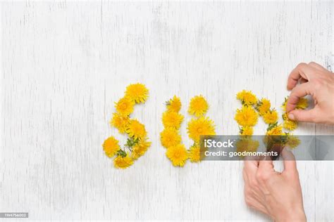 여자의 손과 흰색 나무 배경에 민들레로 만든 작은 노란색 단어 태양 평면도 봄 여름 개념입니다 흰색 바탕에 꽃입니다 민들레의
