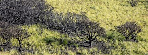 Black Summer Bushfire Research Independent Bushfire Group