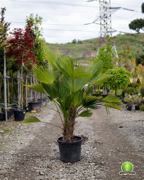 Chamaerops Excelsa Palmier Pominova Cluj Napoca