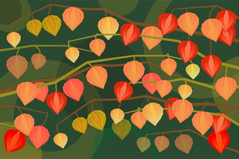 Free Phýsalis Vector Art Download 3 Phýsalis Icons And Graphics Pixabay