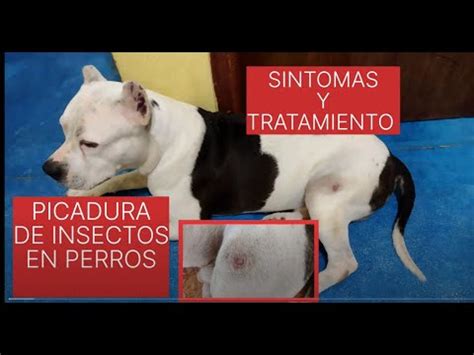 Guía completa para tratar la picadura de araña en perros síntomas y