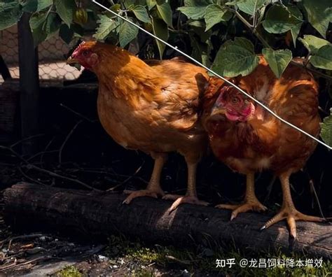 家禽业低蛋白日粮技术是否能见成效！ 知乎