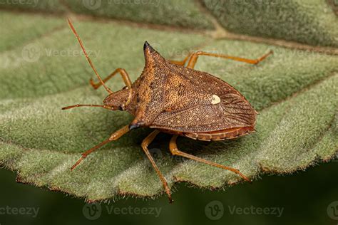 Adult Stink Bug Stock Photo At Vecteezy