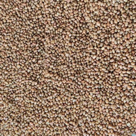 Moth Dal Matki Dhal 10kg At ₹ 100 Kg In Bengaluru Id 2851261612930