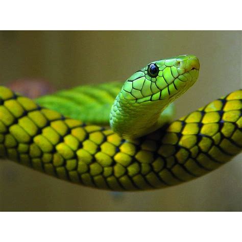 Гранули против змии гущери и влечуги Изработени от натурални вещества 4 литра Покривна площ