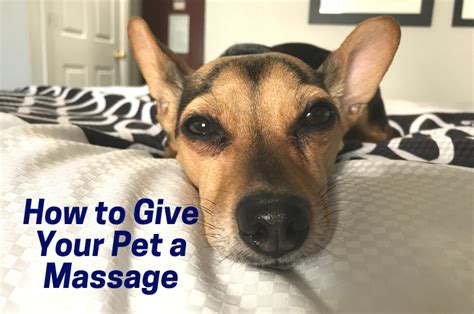 How To Give Your Pet A Massage Cloquet Animal Hospital
