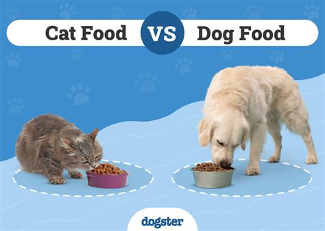Cat Food Vs Dog Food The Main Differences Dogster