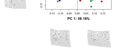 Pca Plot Obtained From Geometric Morphometric Analysis The Thin Plate