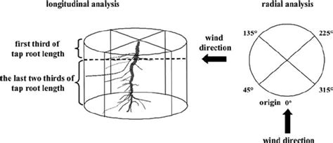 Longitudinal And Radial Analysis Of Root System Growth And Form In The