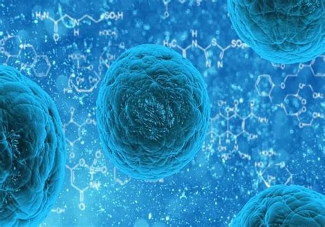 Stem Cell Sel Punca Regenerasi Sel Pengertian Manfaat Pengobatan