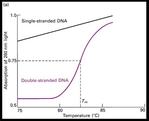 Biochemistry Why Does Absorption At 260nm Of Ssdna Increase With Temperature Biology
