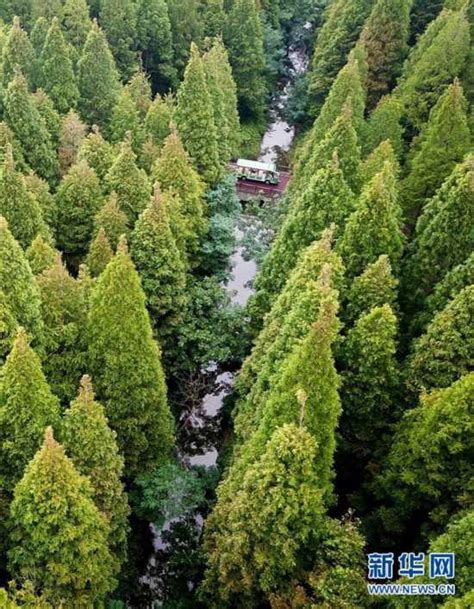 江蘇東台森林氧吧醉遊人 每日頭條