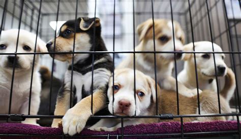 Adopt Shelter Animals