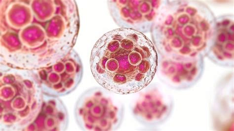 Chlamydia Trachomatis Bacteria In Human Cells Microscopic View