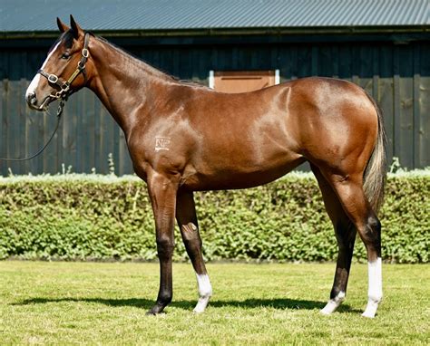 The Yearling Filly By Written Tycoon Out Of Selica Fortuna