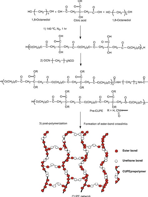 Figure 1 From Development Of Biodegradable Crosslinked Urethane Doped Polyester Elastomers