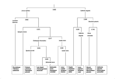 Twinspan Classification Dendrogram Download Scientific Diagram