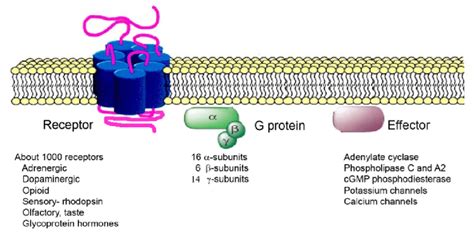 1 General Scheme Of Gpcr Signaling The Gpcr Signaling Comprises Three Download Scientific