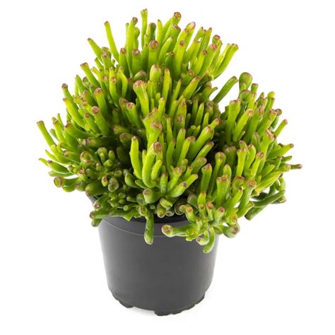Altman Plants Jade Gollum In 25 Quart Pot 0880127 At