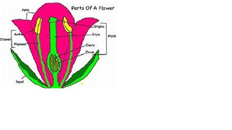 Angiosperms And Gymnosperms Reproduction Diagram Quizlet