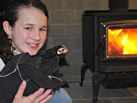 Chickens Inside The House