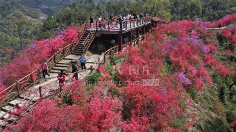 安徽岳西杜鹃花开 人民图片网