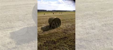 Сено в рулонах с доставкой купить в Дорогино Животные и зоотовары Авито