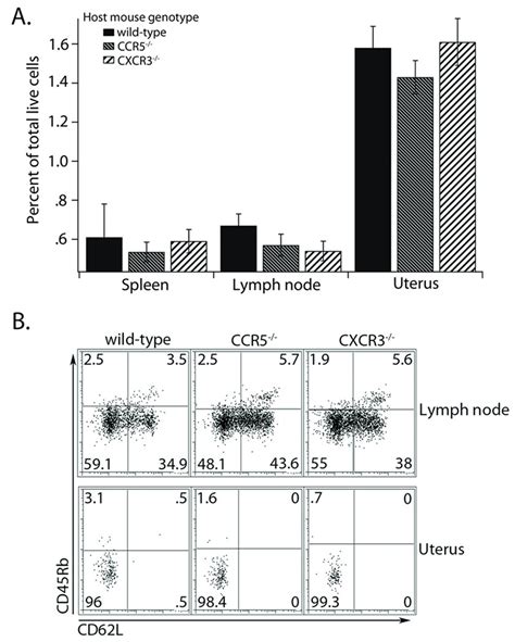 A Wild Type CD90 1 Transgenic CD4 T Cells Were Transferred Into