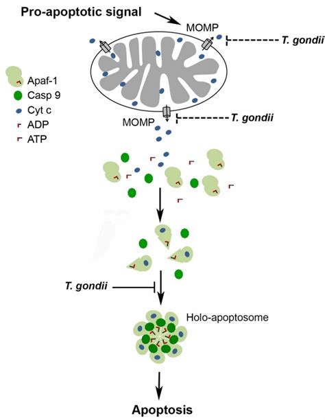 Figure 6 Inhibition Of Apoptosome Formation By Toxoplasma