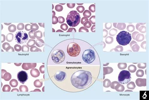 Blood Cells Definition Types Structure And Functions Biology