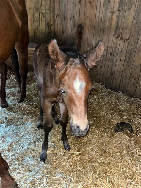 Congratulations To Anna Becht A And M Performance Horses