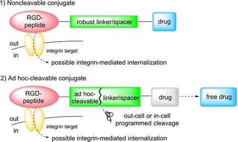 Rgd Peptide‐drug Conjugates As Effective Dual Targeting Platforms