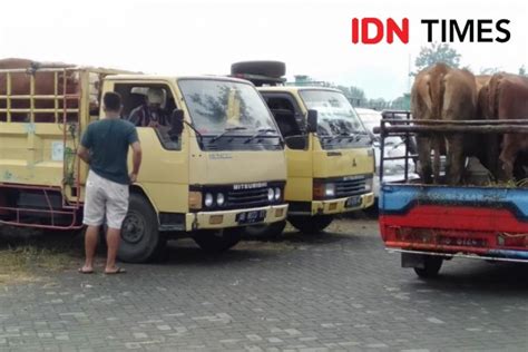 Dampak PMK Harga Sapi Di Bantul Naik Hingga Rp4 Juta
